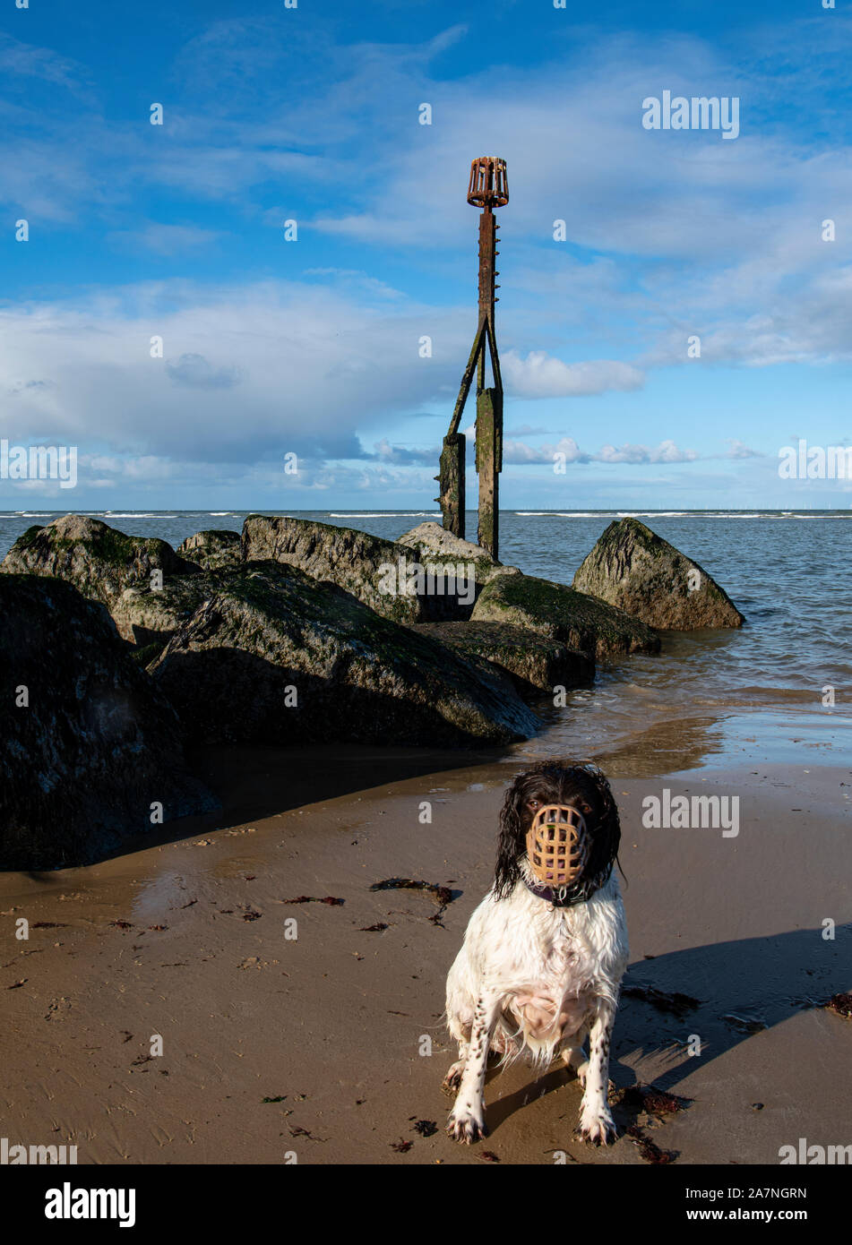 Dog in Mask Stock Photo - Alamy