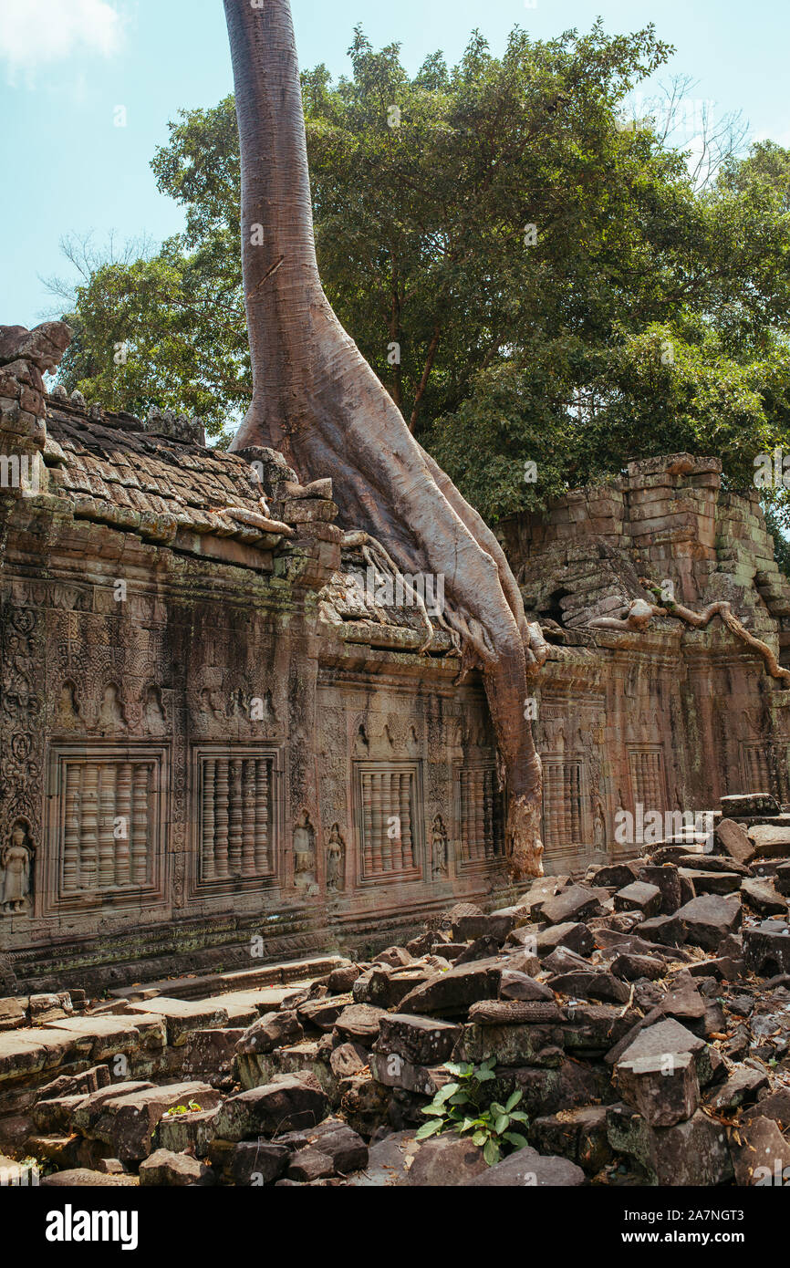 Trees grow through stones in Angkor Wat Temple in Cambodia Stock Photo ...