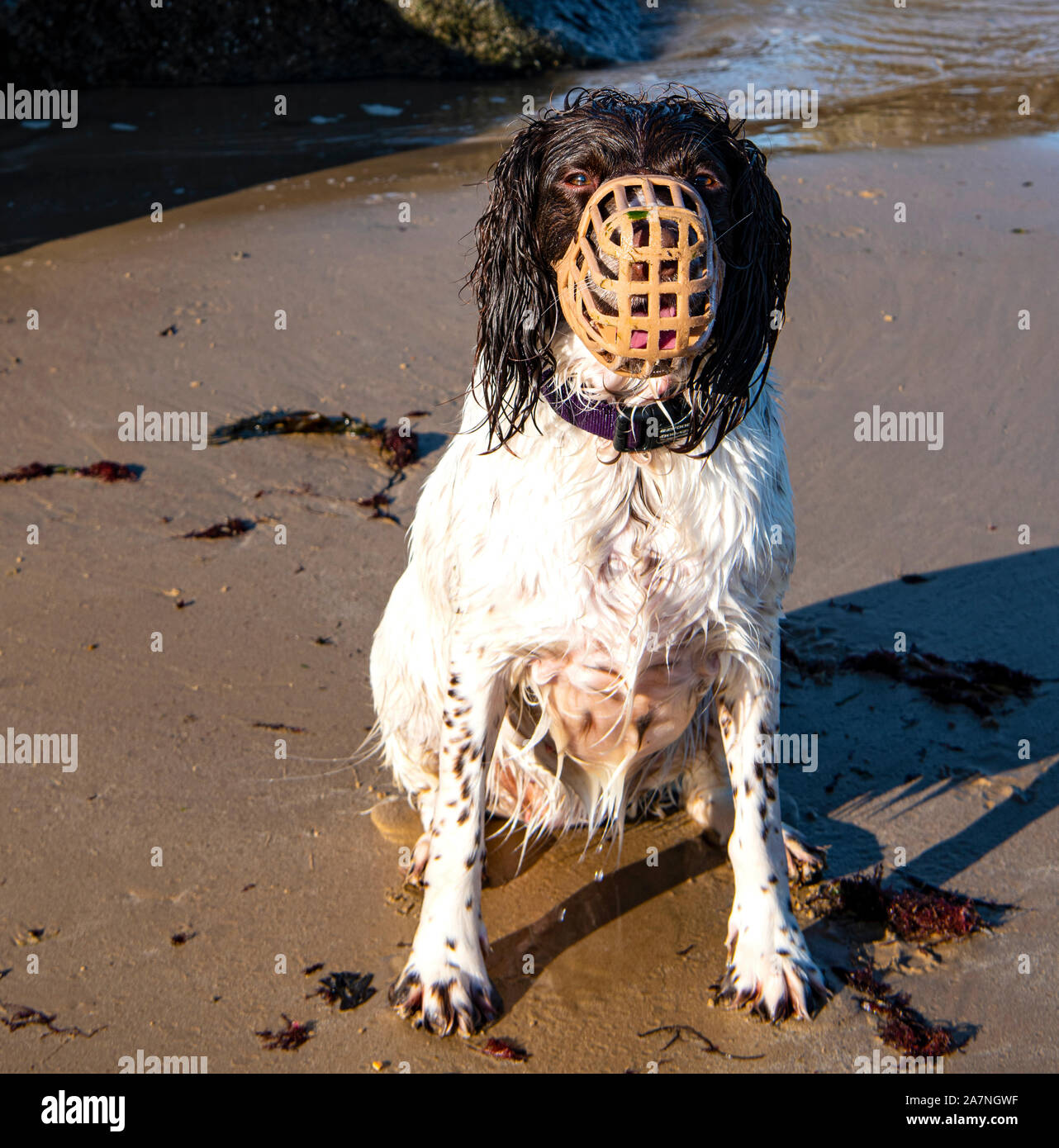 Dog in Mask Stock Photo - Alamy