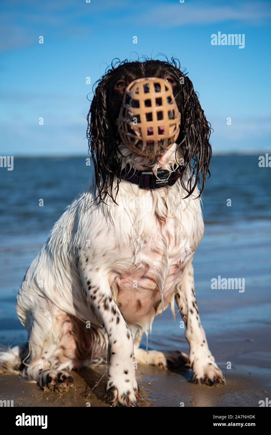 Dog In Mask High Resolution Stock Photography and Images - Alamy