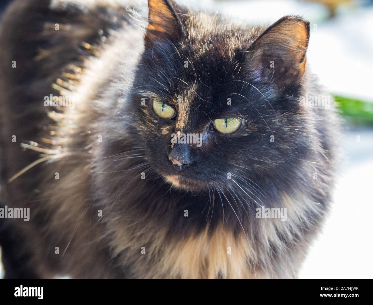 Feral Cat Begging on Front Porch Stock Photo - Alamy