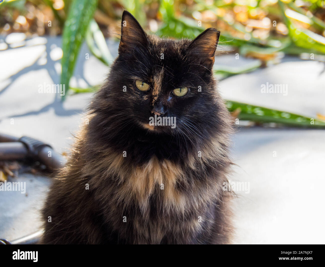 Feral Cat Begging on Front Porch Stock Photo - Alamy