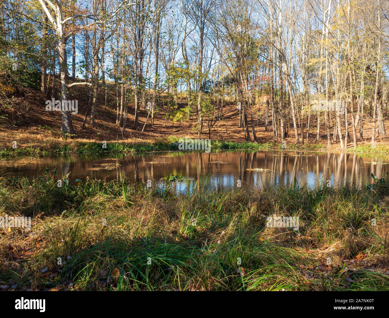 Small Pond in Forest in the Fall Stock Photo - Alamy