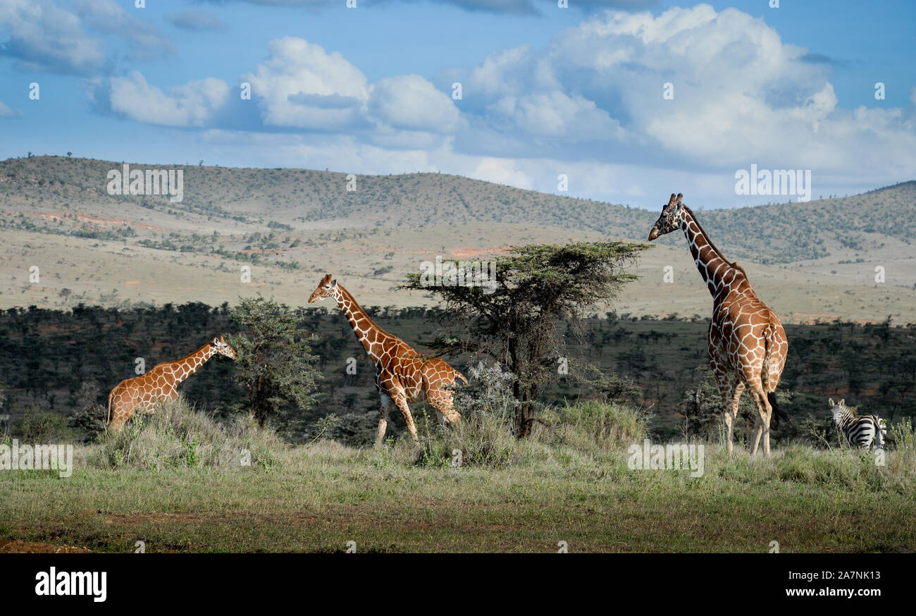 Reticulated Giraffe in the Rift Valley Stock Photo - Alamy