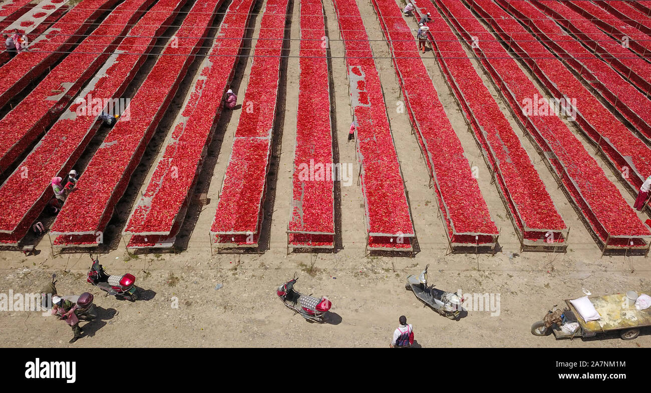 Tomatoes are put under sunshine for drying in Barunhaermodun town ...