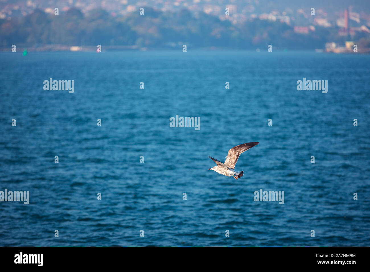 Flying seagull over the blue sea Stock Photo - Alamy