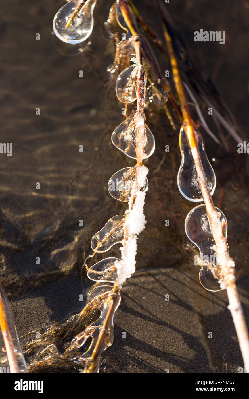 Ice pools frozen on grass suspended over the Truckee River Stock Photo ...