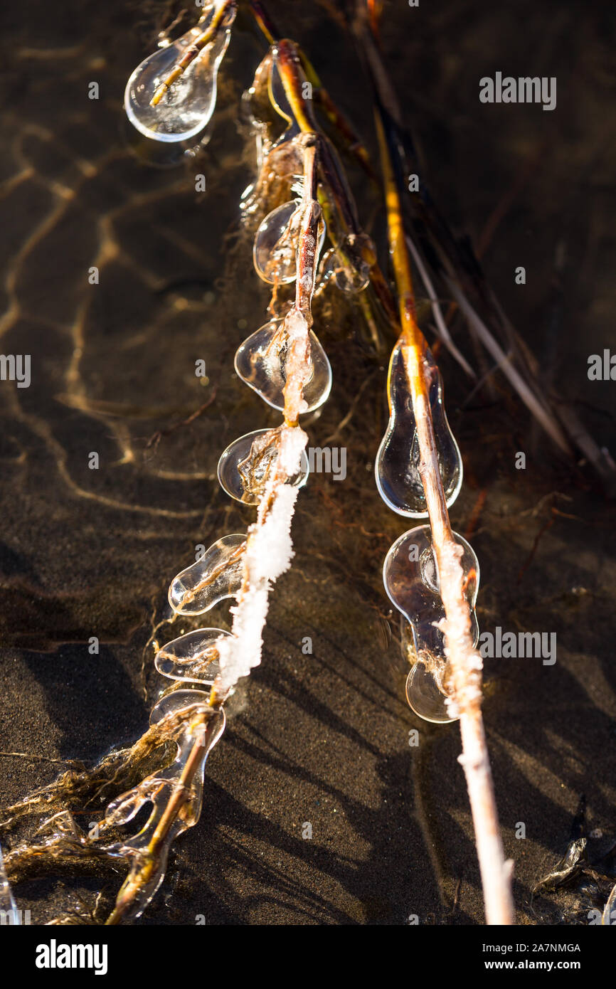 Ice pools frozen on grass suspended over the Truckee River Stock Photo ...