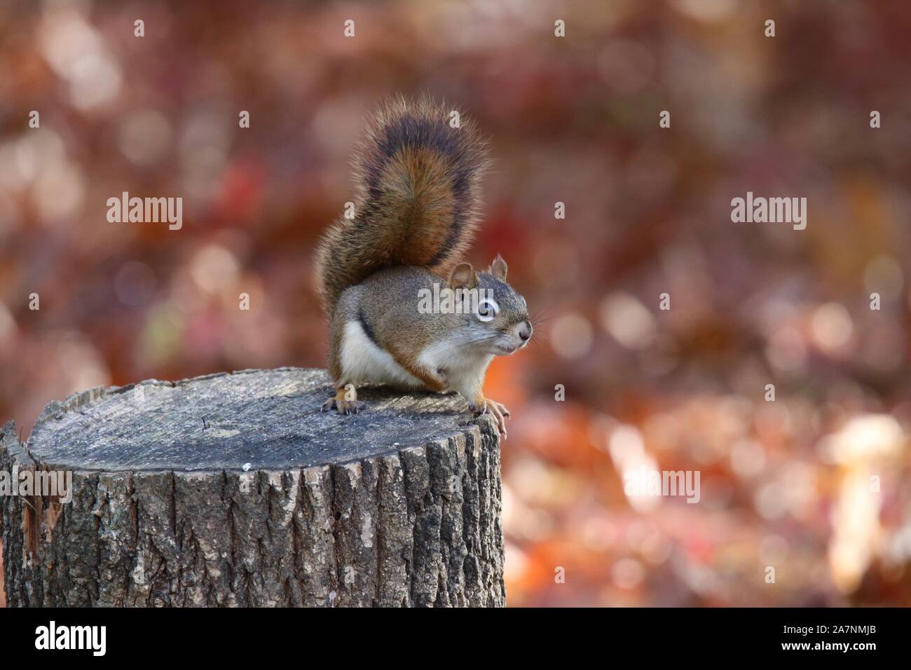 American red squirrels tamiasciurus hudsonicus hi-res stock photography ...