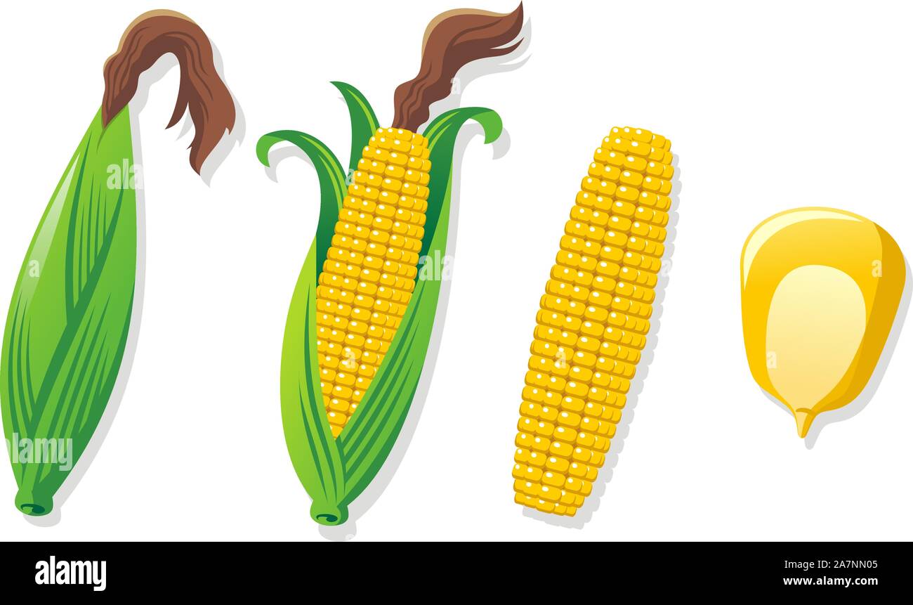 Corn growth process vector cartoon illustration Stock Vector Image ...