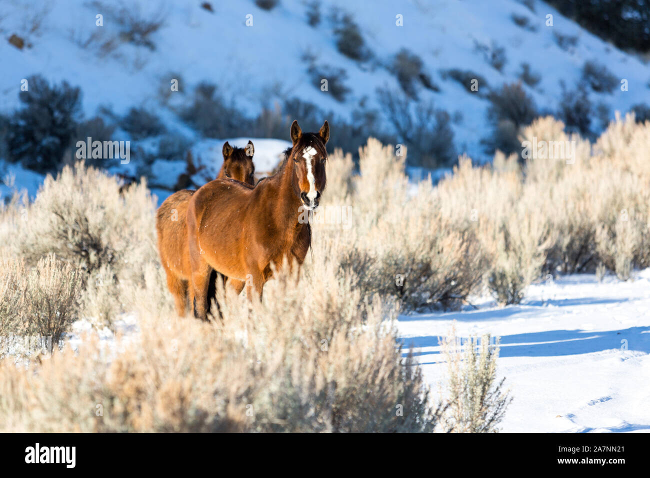 Baby blue mustang hi-res stock photography and images - Alamy