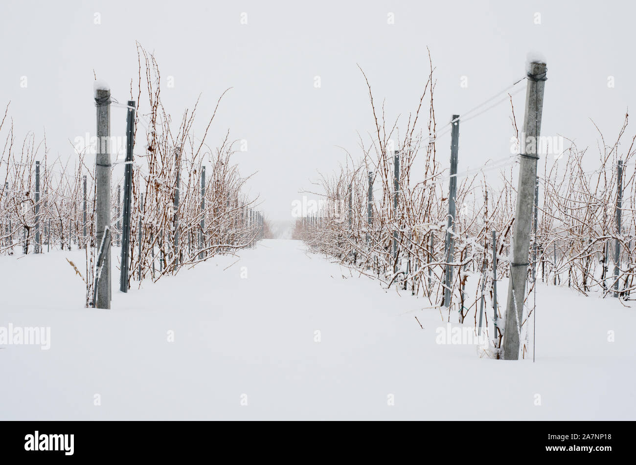 Snowfall in the vineyard hi-res stock photography and images - Alamy