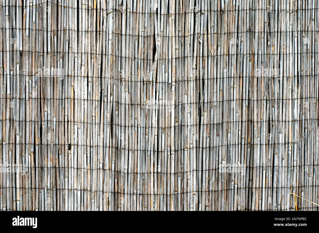 Close-up of old banded with steel wire peeled reed fence . Backyard ...