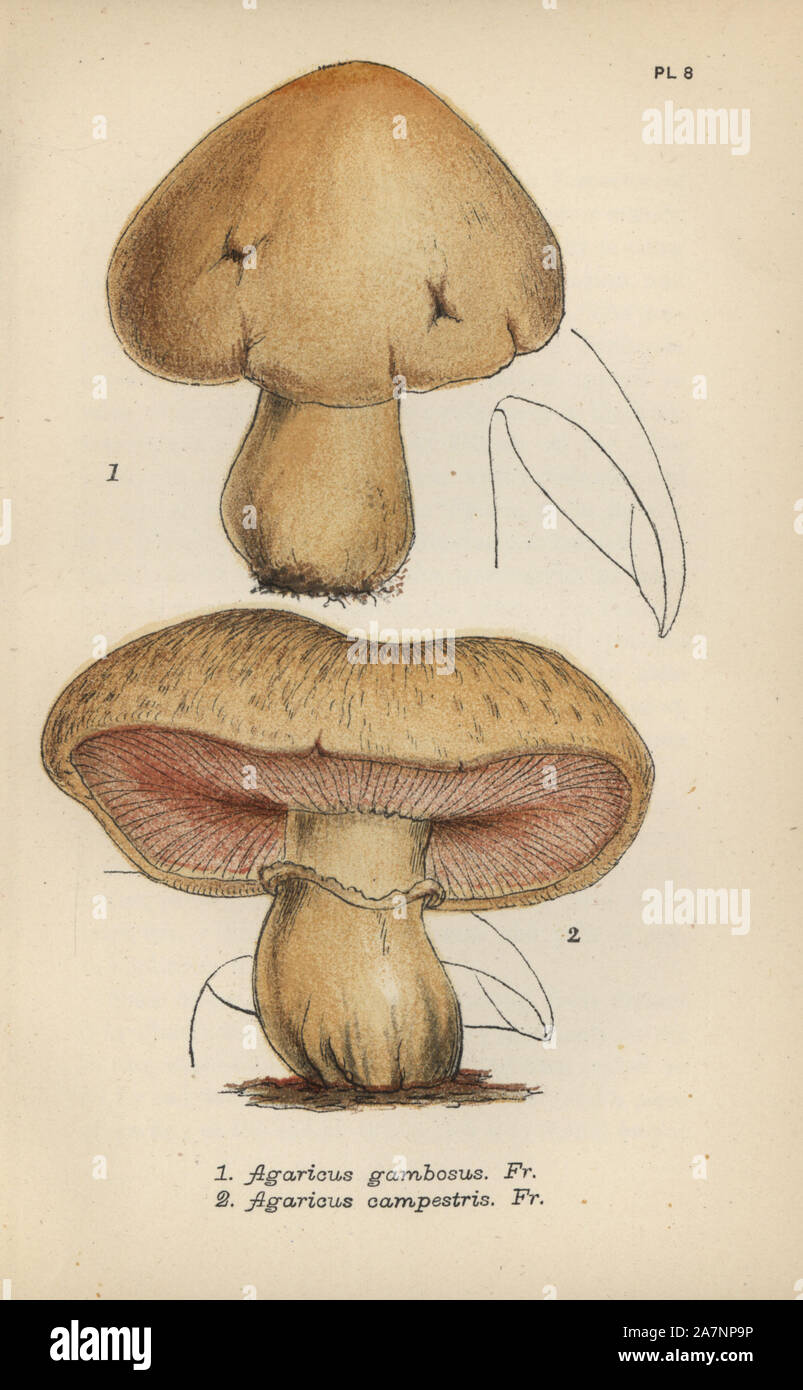 Cooke mordecai cubitt hi-res stock photography and images - Alamy