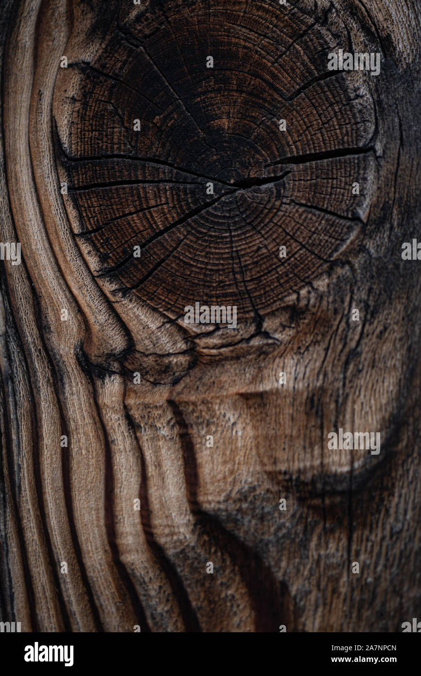 Highly textured wooden background, macro and high definition Stock ...