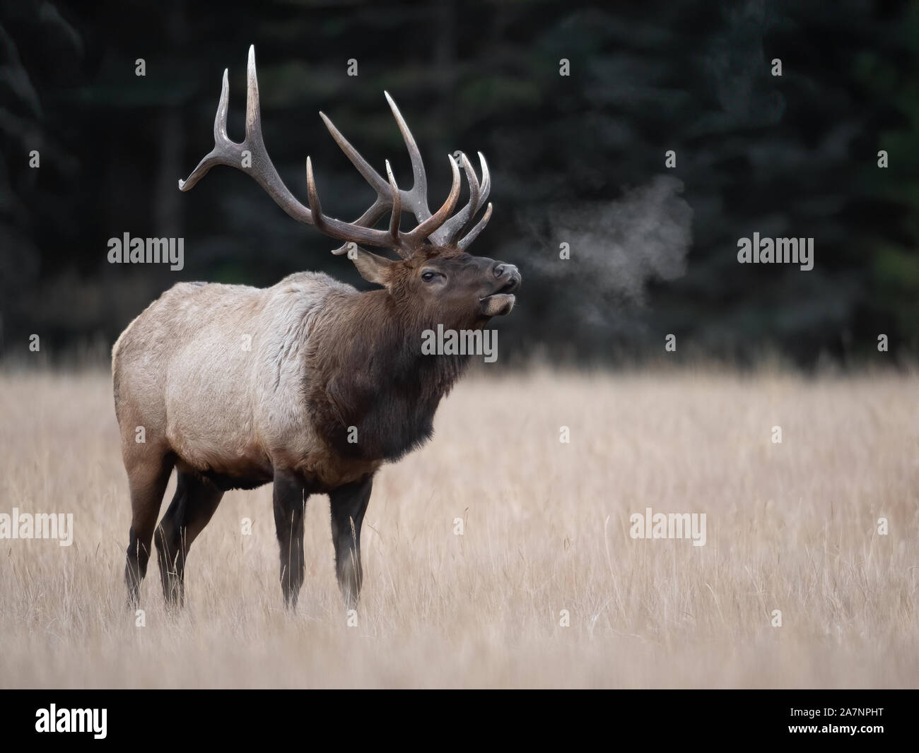 Stare moose hi-res stock photography and images - Alamy