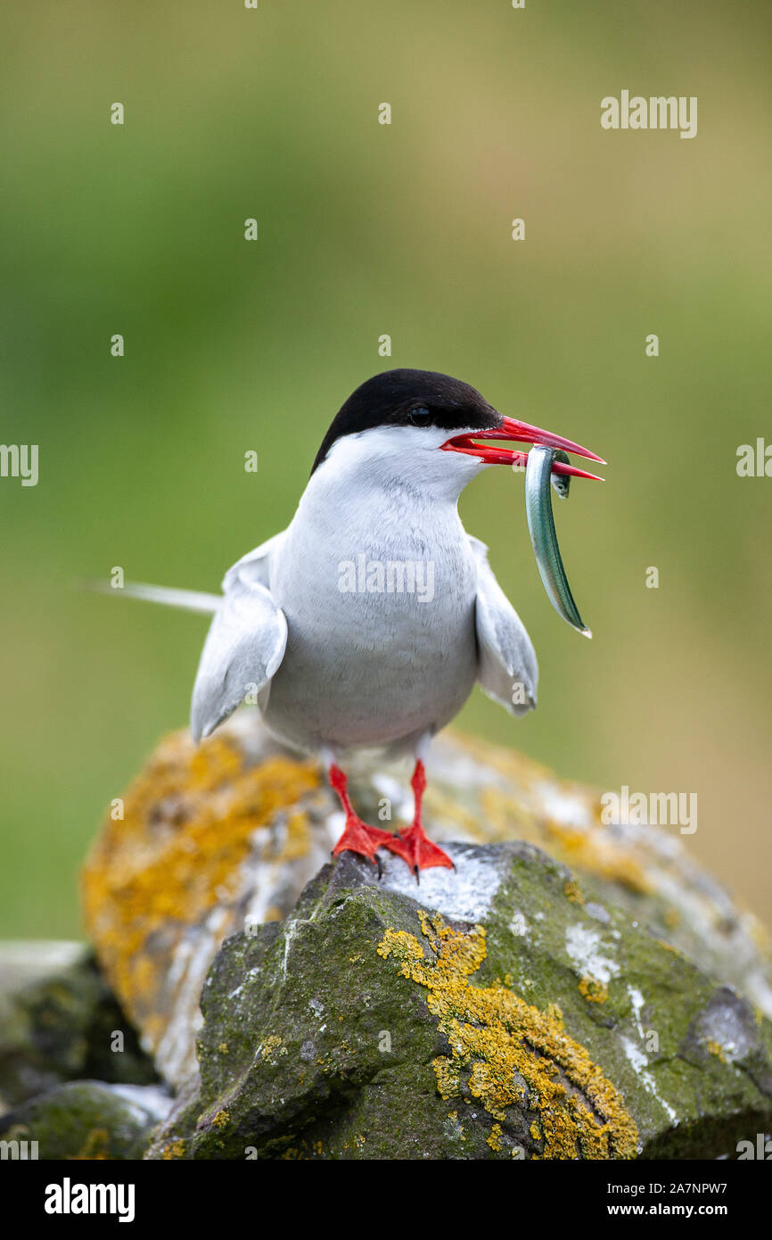 Arctic tern, (Sterna paradisaea), are mainly grey and white plumaged ...