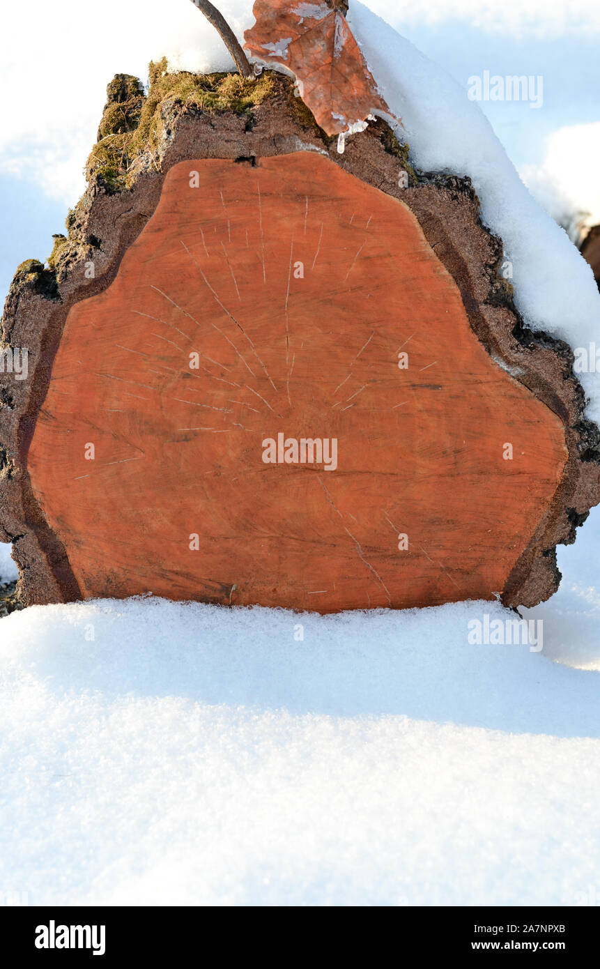 Oak Tree Winter Trunk