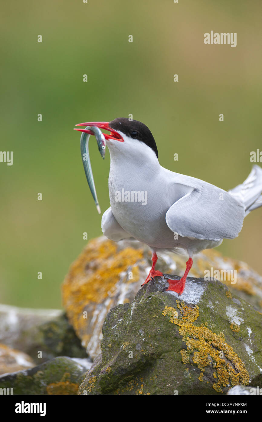 Short v shaped tail hi-res stock photography and images - Alamy