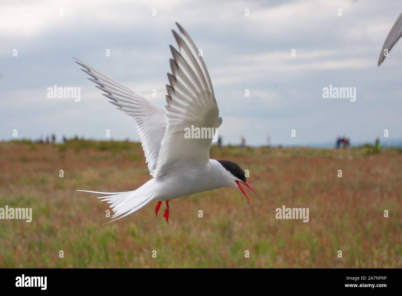 Arctic tern, (Sterna paradisaea), are mainly grey and white plumaged ...