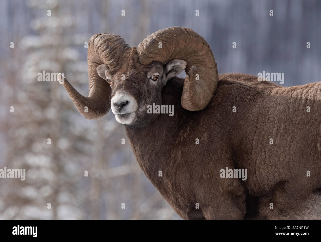Bighorn sheep ram Stock Photo - Alamy