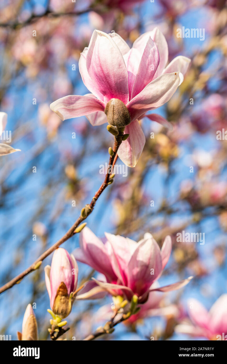 Pink magnolia flowers in the garden with blue sky background Stock ...