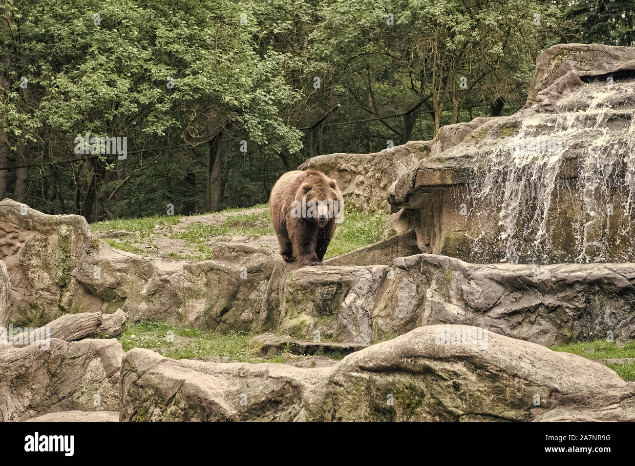 One of the largest land predators. Wild bear species. Brown bear on ...