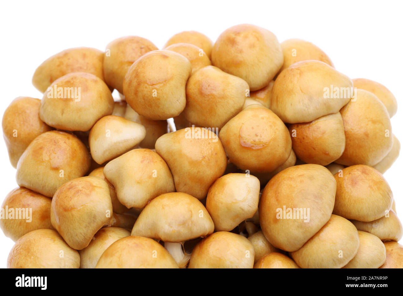 Japanese fresh nameko mushroom on white background Stock Photo - Alamy