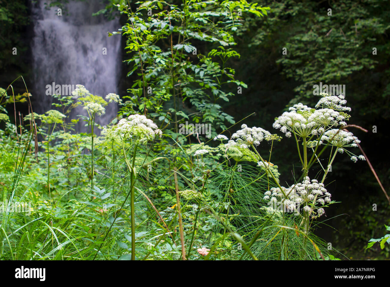 23 August 2019. Cow Parsley and other common weeds growing wild at the ...