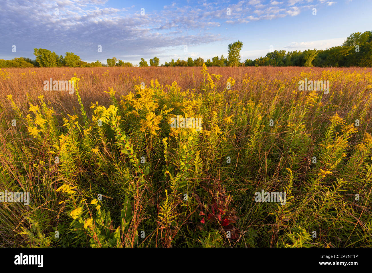 Natural succession of grassland hi-res stock photography and images - Alamy