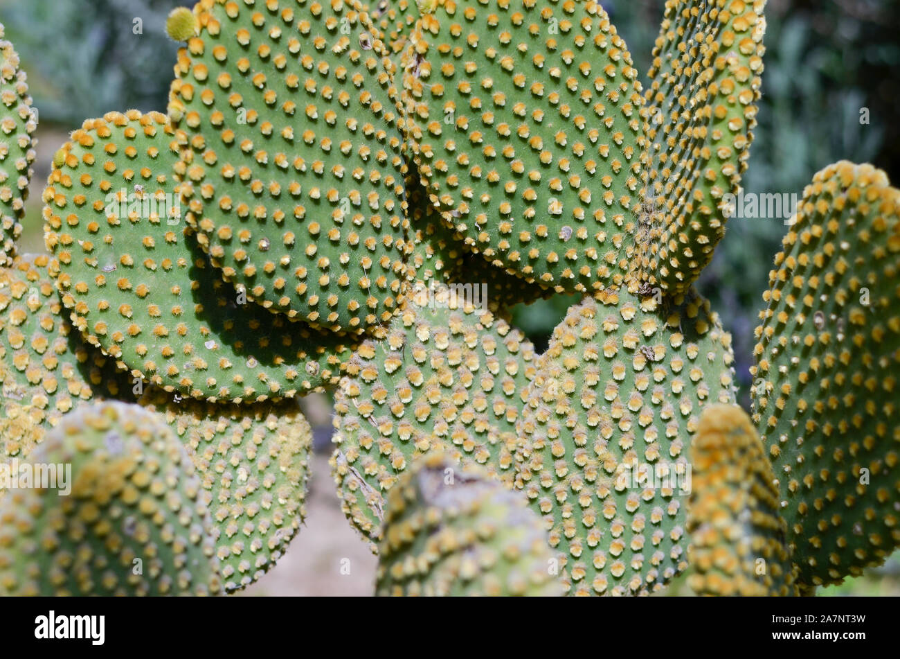 Middle eastern botany hi-res stock photography and images - Alamy