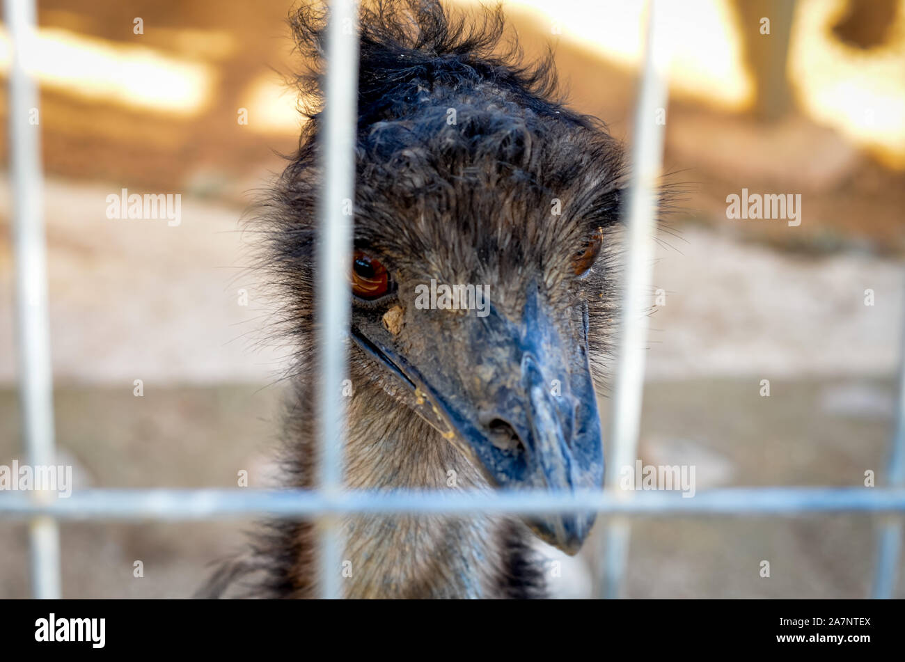 Close-up of Australian Emu ostrich head in zoo park cage Stock Photo ...