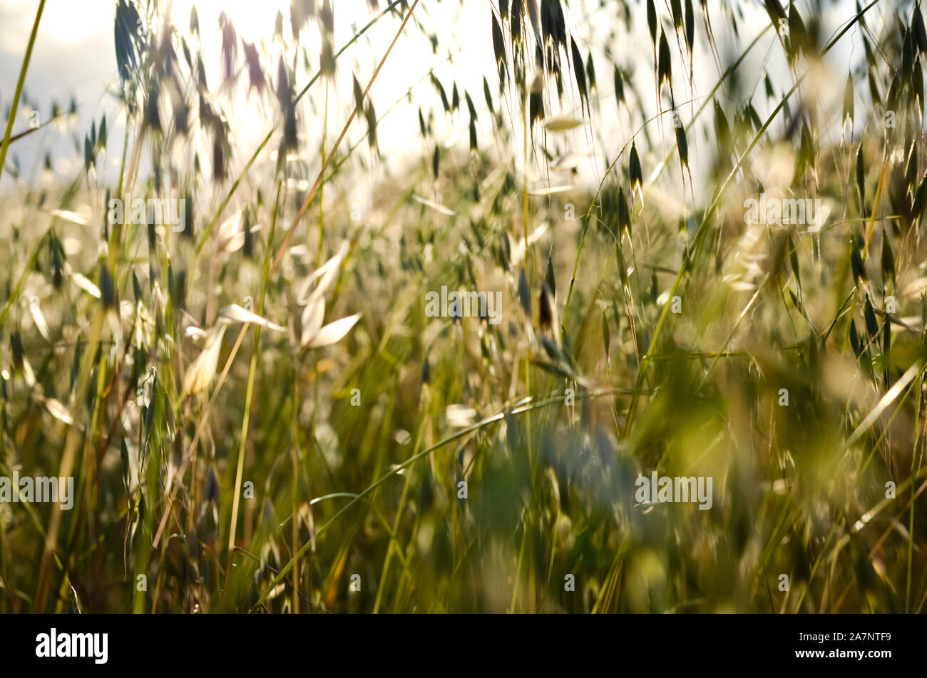 Avena fatua hi-res stock photography and images - Alamy