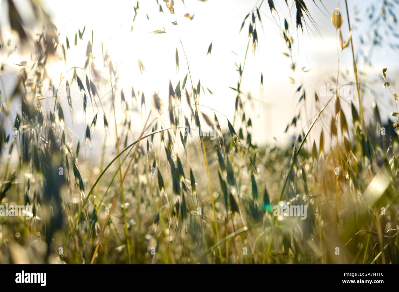 Spring wild oat field during summer Stock Photo - Alamy
