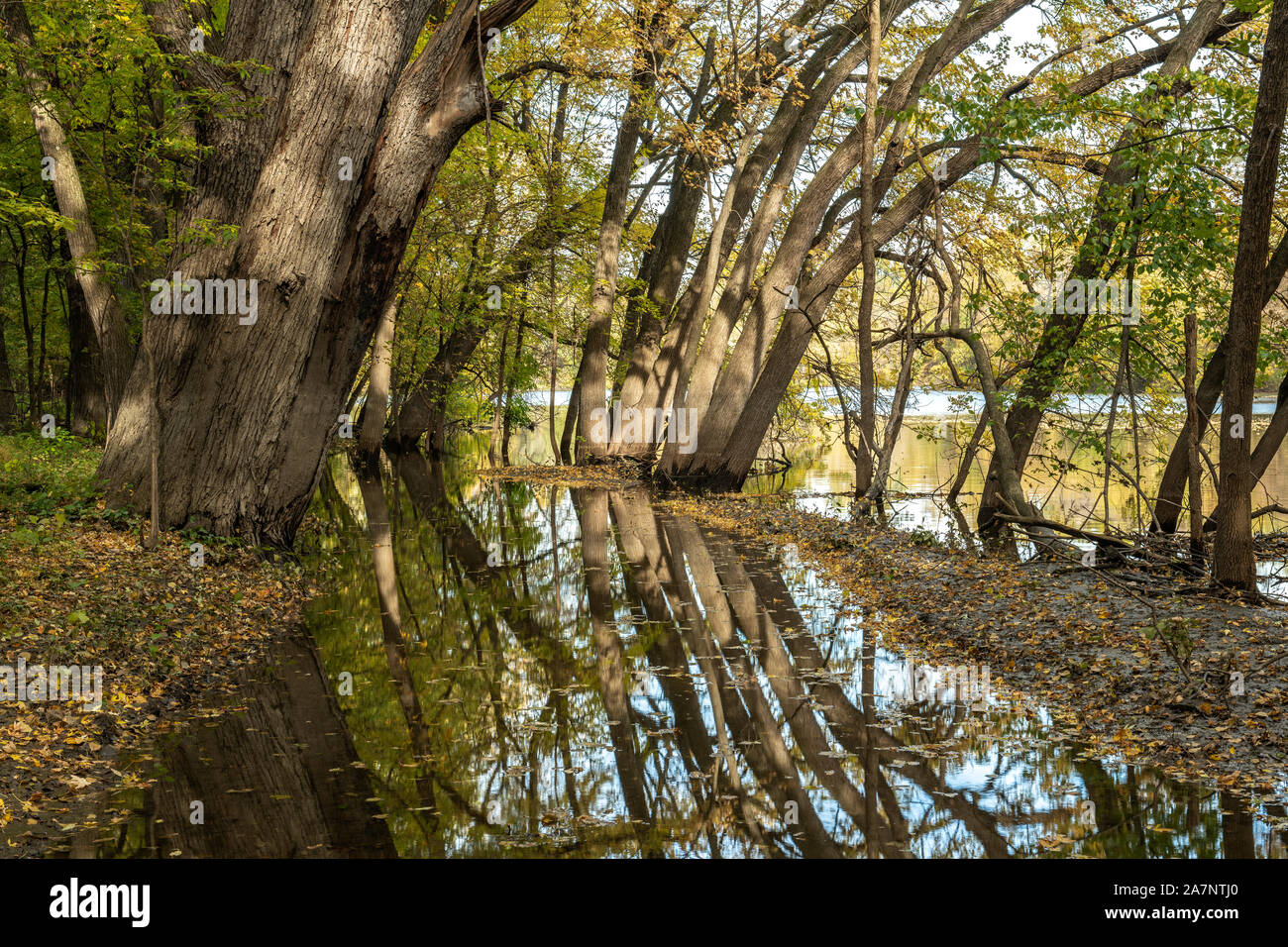 Silver maple trees (Acer saccharinum), floodplain of the Mississippi ...