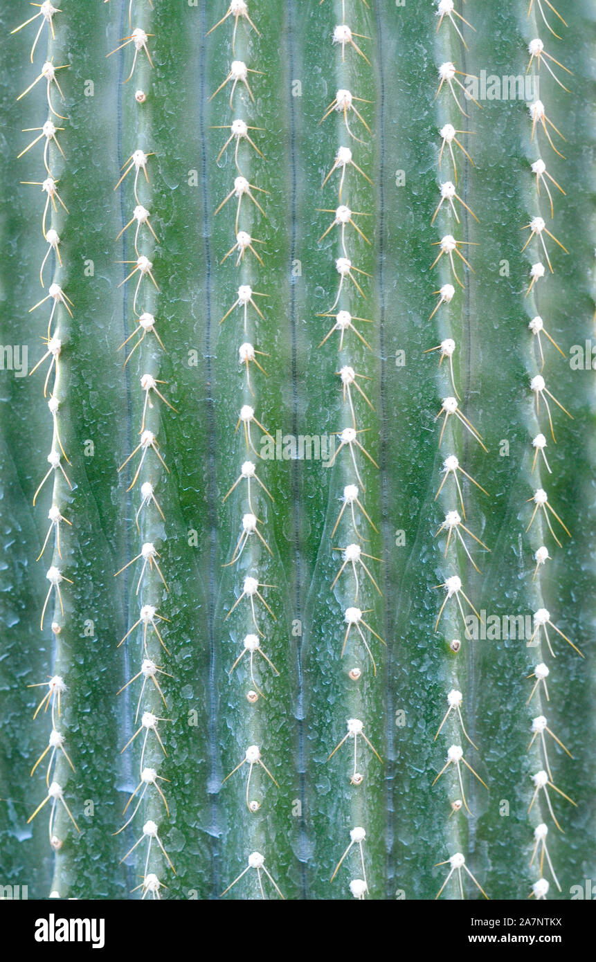 Cone cactus hi-res stock photography and images - Alamy