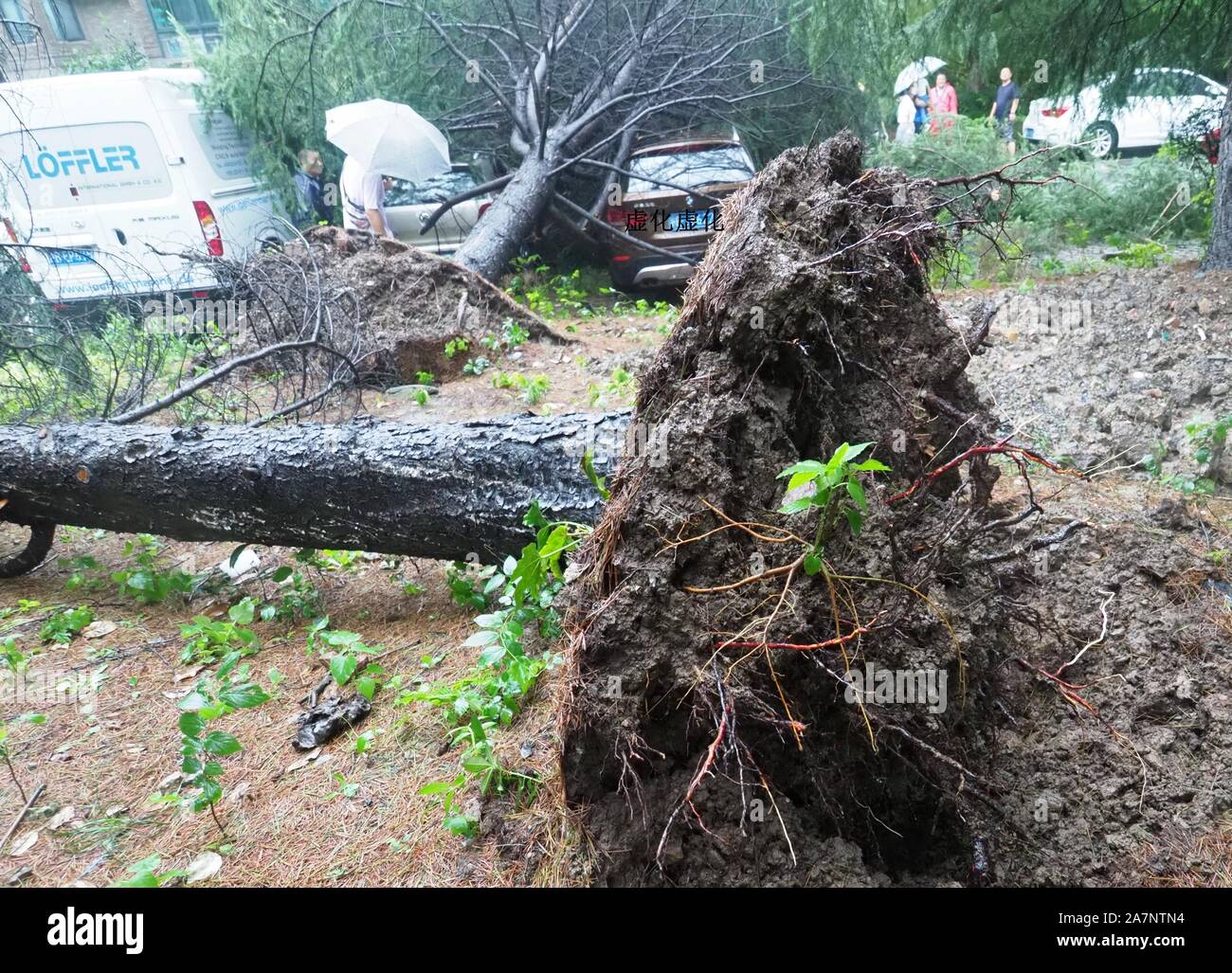 A tree is uprooted by strong wind caused by the Typhoon Lekima, the 9th ...