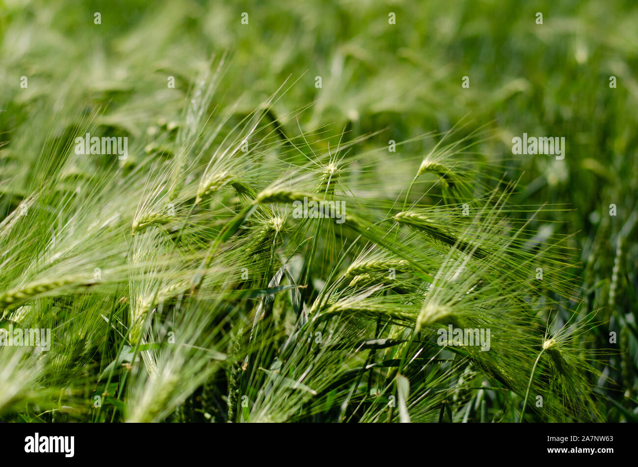 Greenfield plant farm hi-res stock photography and images - Alamy