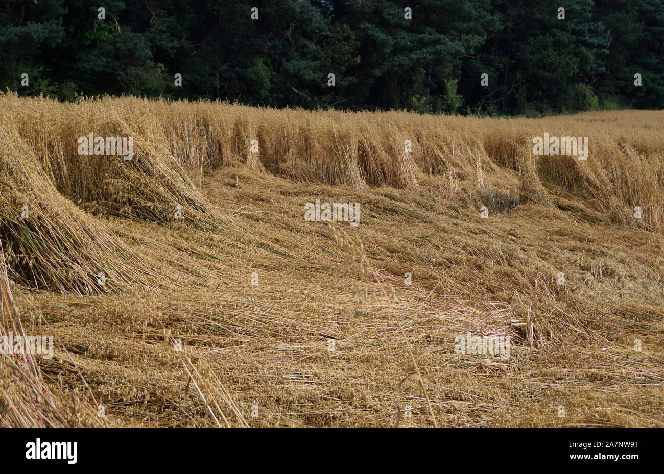 Flattened crops hi-res stock photography and images - Alamy