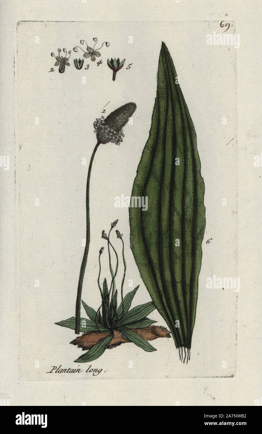 Ribwort plantain, Plantago lanceolata. Handcoloured botanical drawn and ...