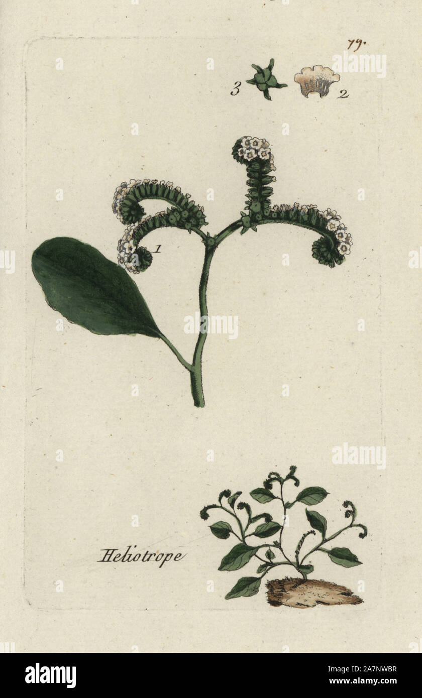 European heliotrope, Heliotropium europaeum. Handcoloured botanical ...