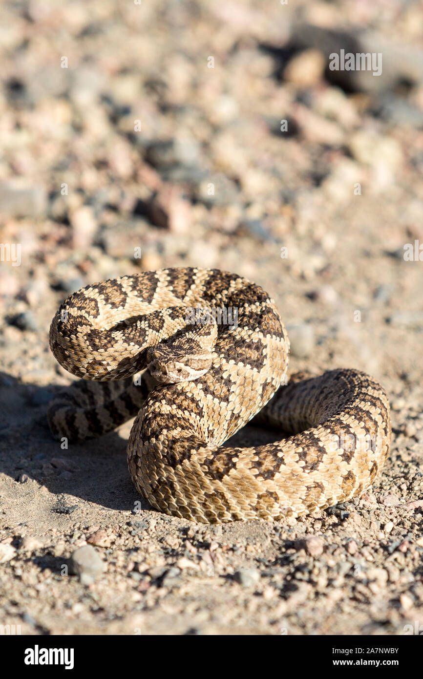 Angry coiled rattlesnake in nevada by pyramid lake Stock Photo - Alamy