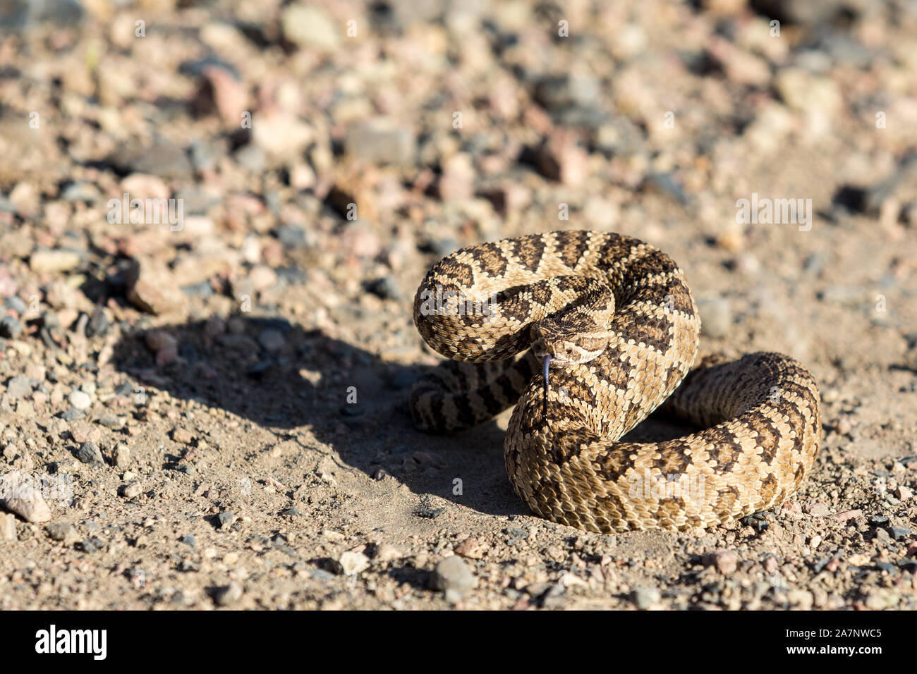 Angry coiled rattlesnake in nevada by pyramid lake Stock Photo - Alamy