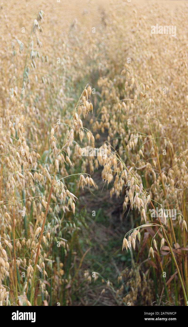 Path through a field of oats Stock Photo - Alamy