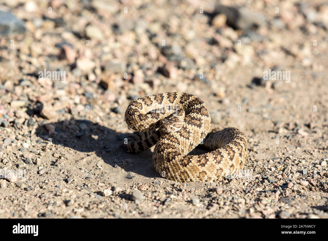 Angry coiled rattlesnake in nevada by pyramid lake Stock Photo - Alamy