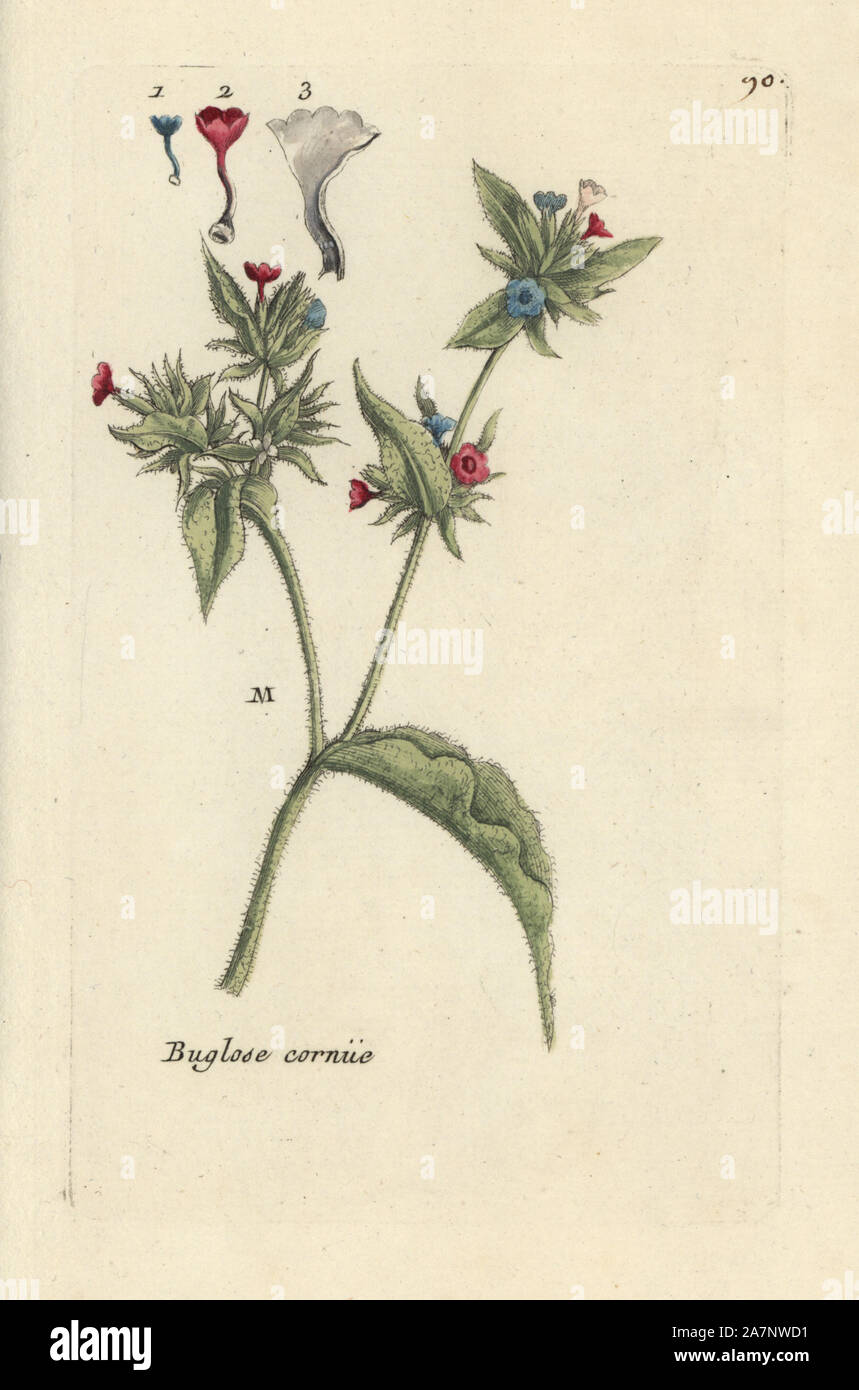 Wild bugloss, Anchusa arvensis. Handcoloured botanical drawn and ...