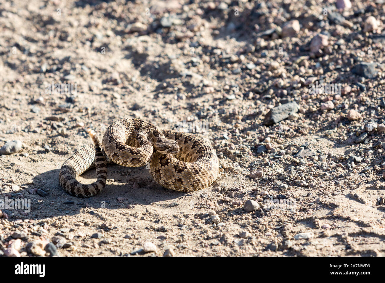Angry coiled rattlesnake in nevada by pyramid lake Stock Photo - Alamy