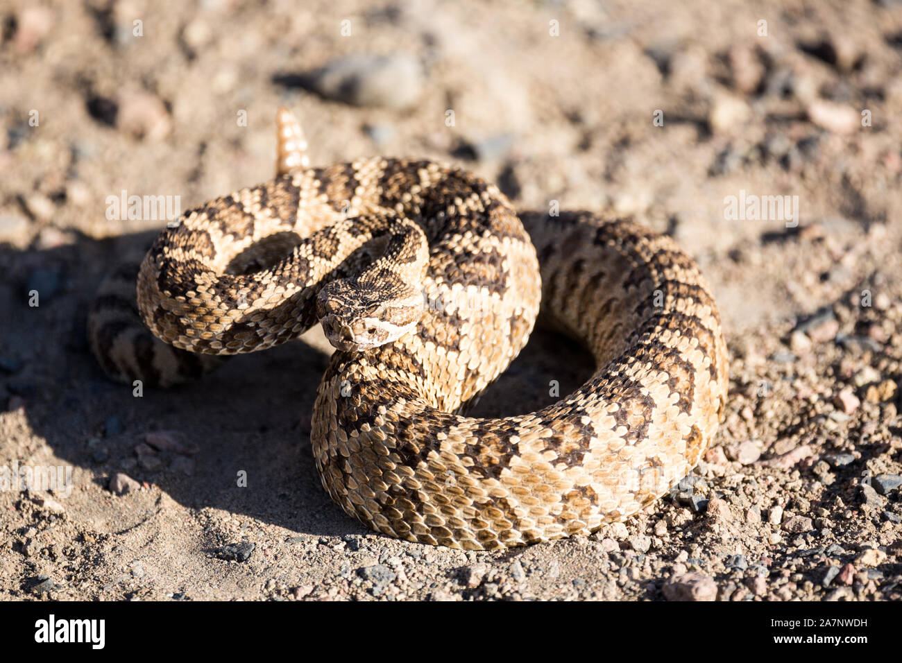 Western diamondback rattlesnake striking hi-res stock photography and ...