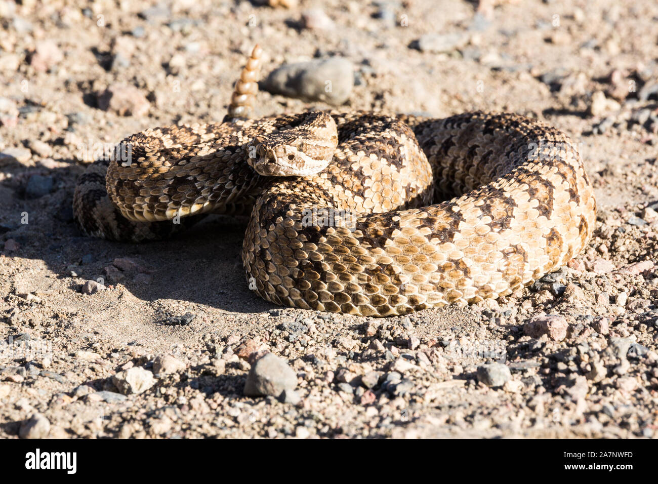 Angry coiled rattlesnake in nevada by pyramid lake Stock Photo - Alamy