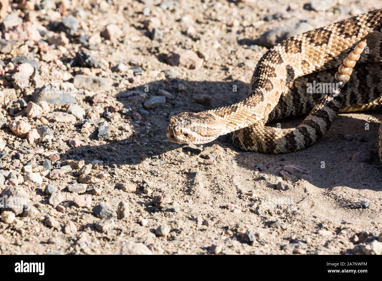 Close up view of rattlesnake on road in Nevada by pyramid lake Stock ...
